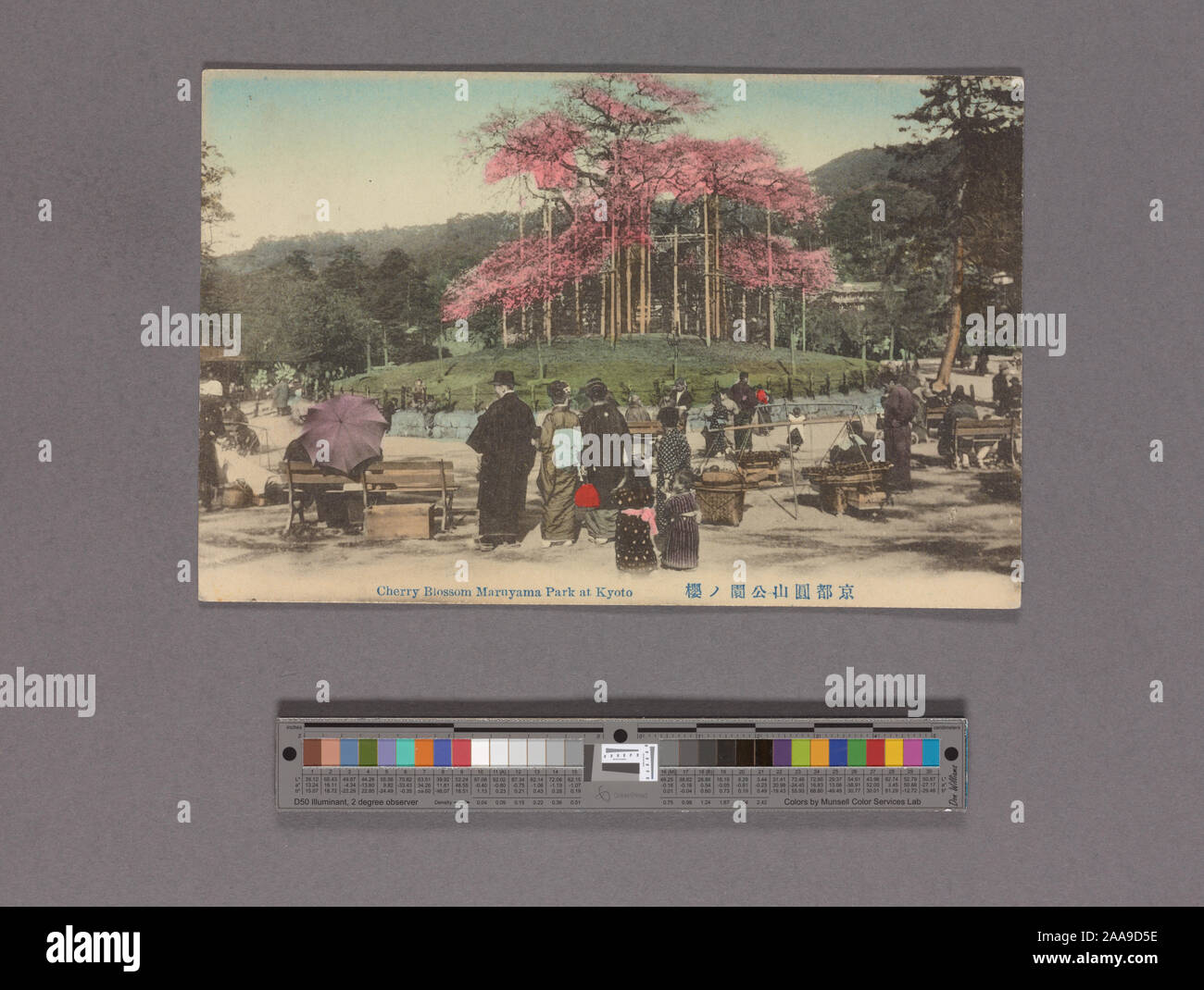 Cherry blossom Maruyama Park at Kyoto.; Cherry blossom Maruyama Park at ...