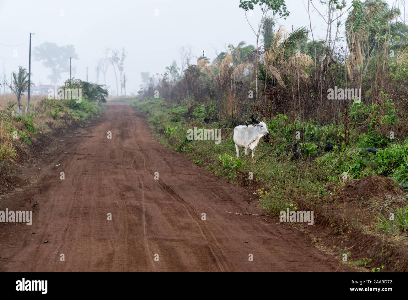Amazon rainforest deforestation cattle hi-res stock photography and ...
