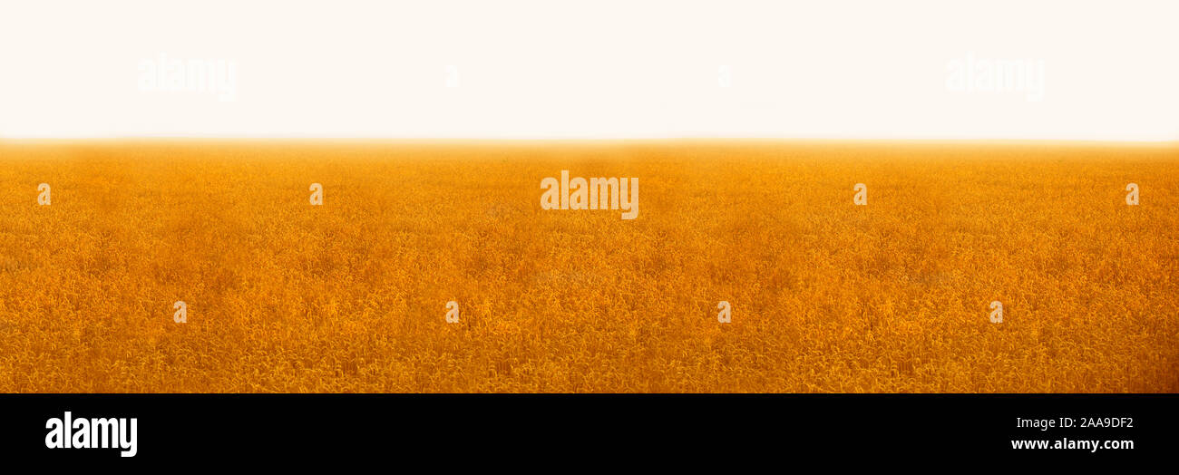 Banner wheat field. Concept rich harvest Stock Photo - Alamy