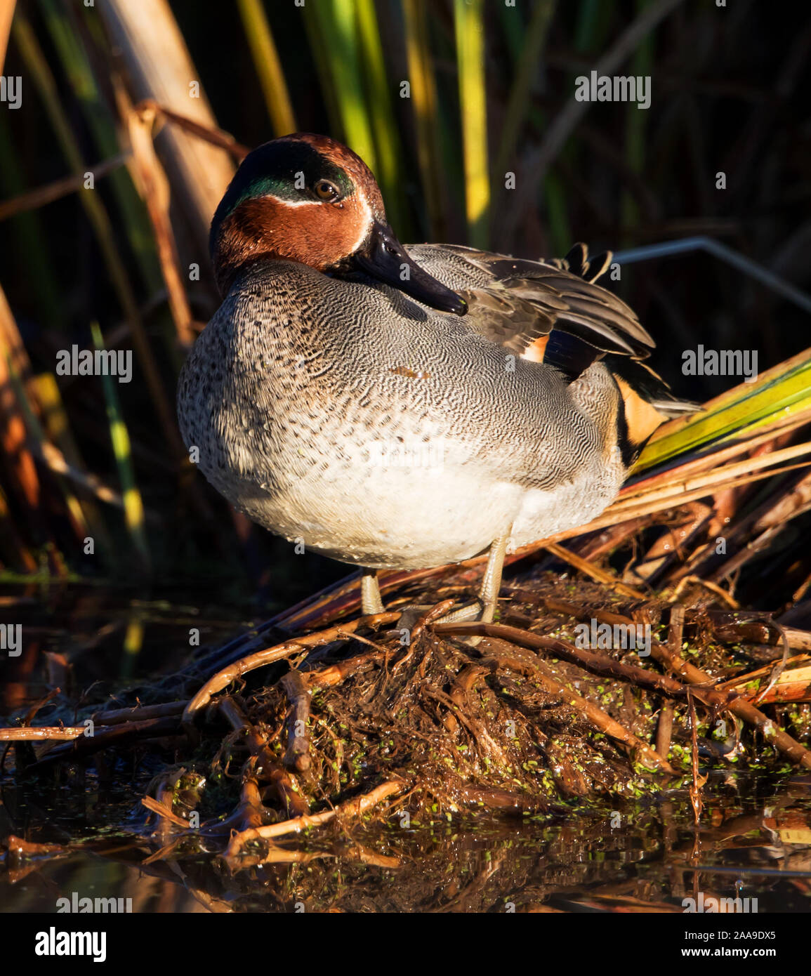 Teal time hi-res stock photography and images - Alamy