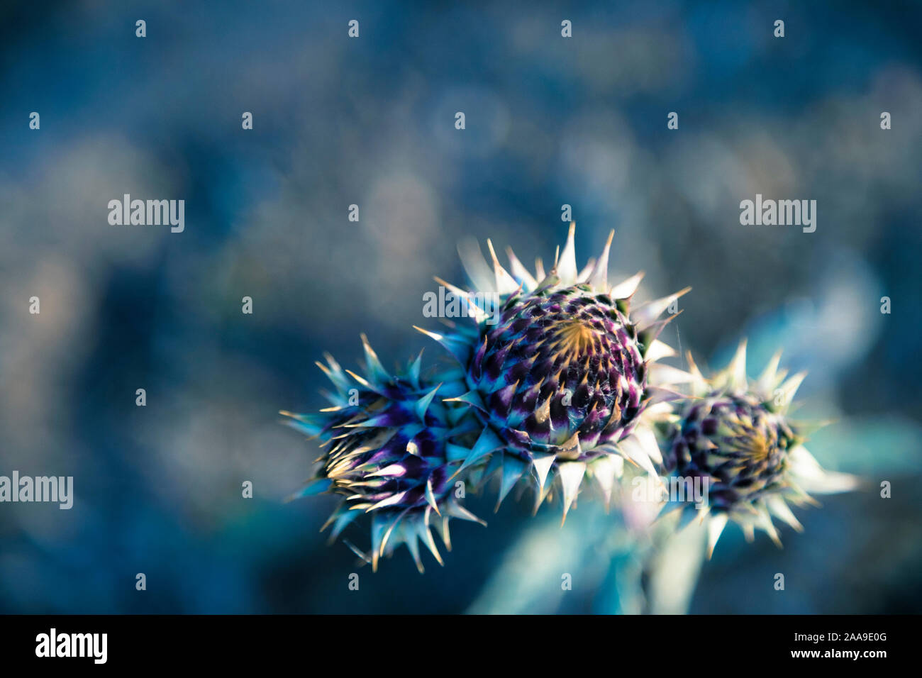 Detail of dried cardoon at front and meadow at background. Beautiful ...