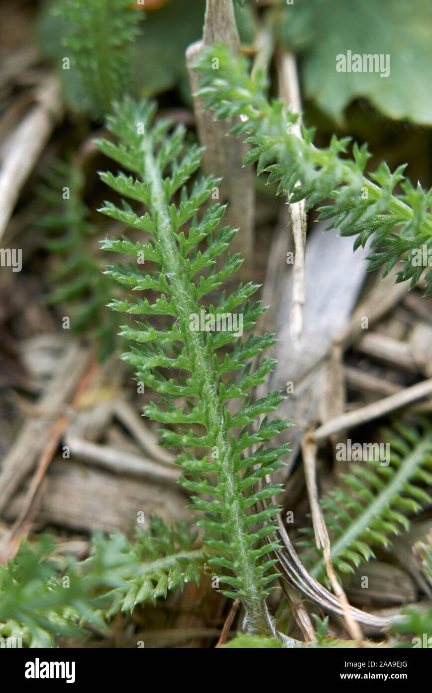 fresh leaves close up of Achillea millefolium plant Stock Photo - Alamy