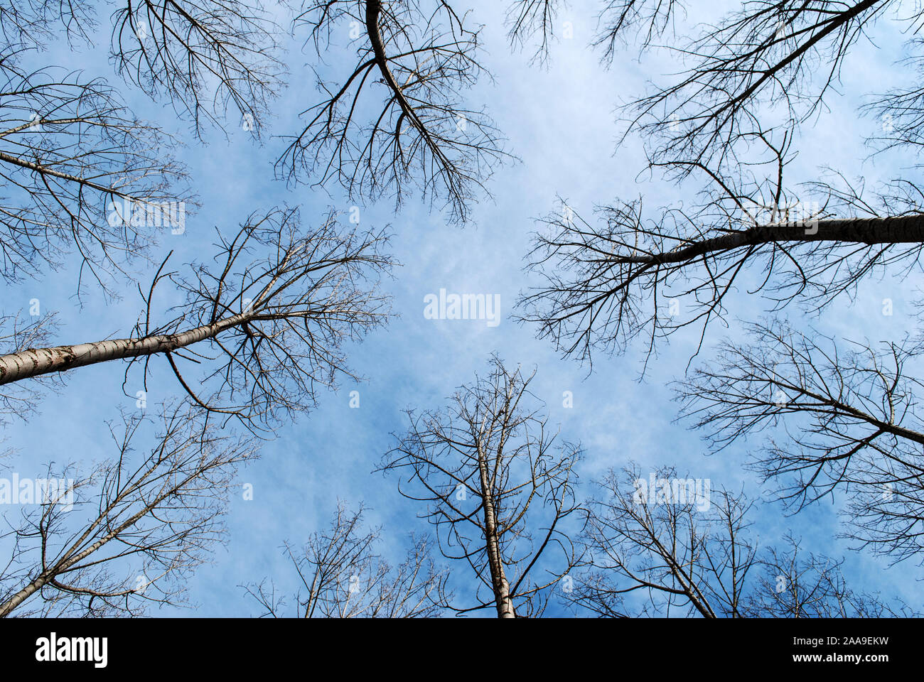 Tree looking up view in the forest. Blue sky as background Stock Photo ...