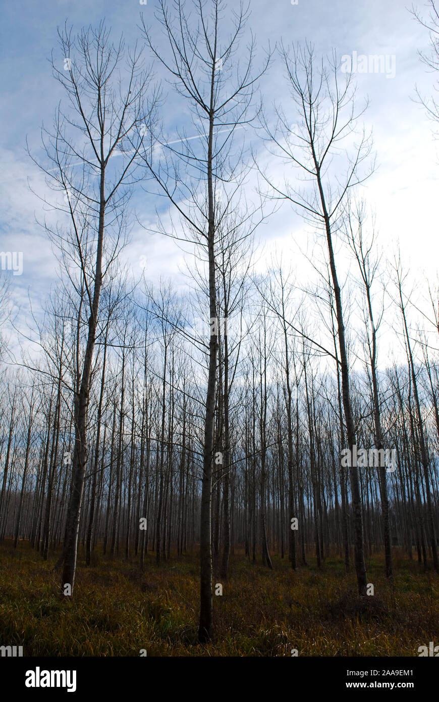 Landscape green forest big open hi-res stock photography and images - Alamy
