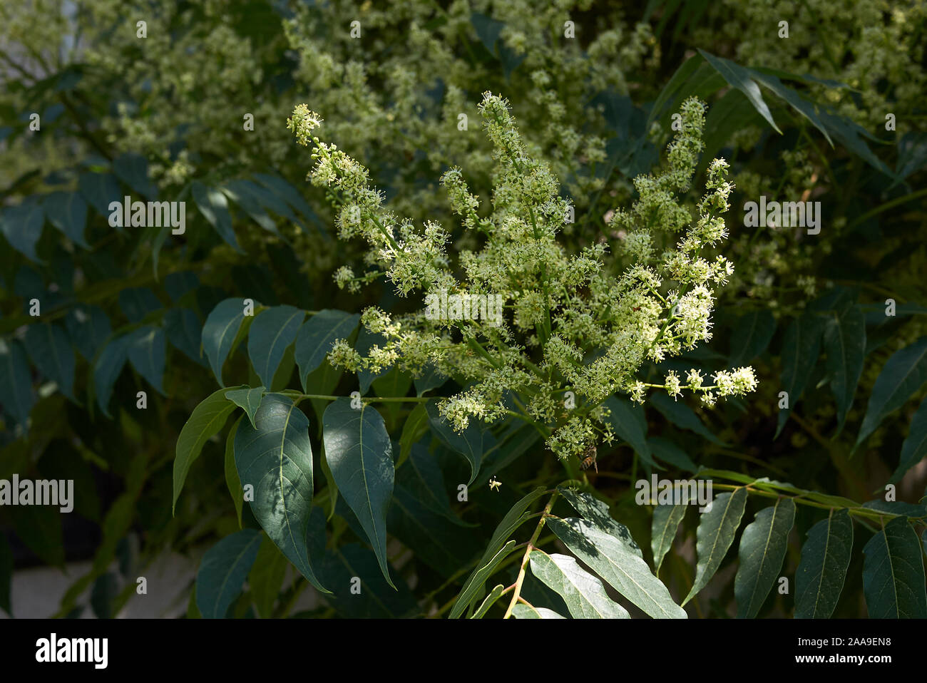 Ailanthus altissima tree in bloom Stock Photo - Alamy