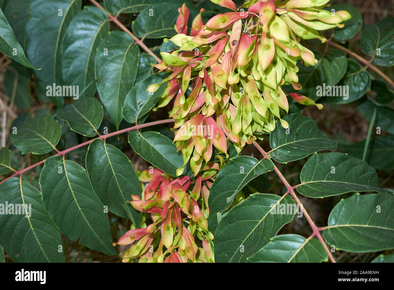 fresh colorful fruit of Ailanthus altissima tree Stock Photo - Alamy