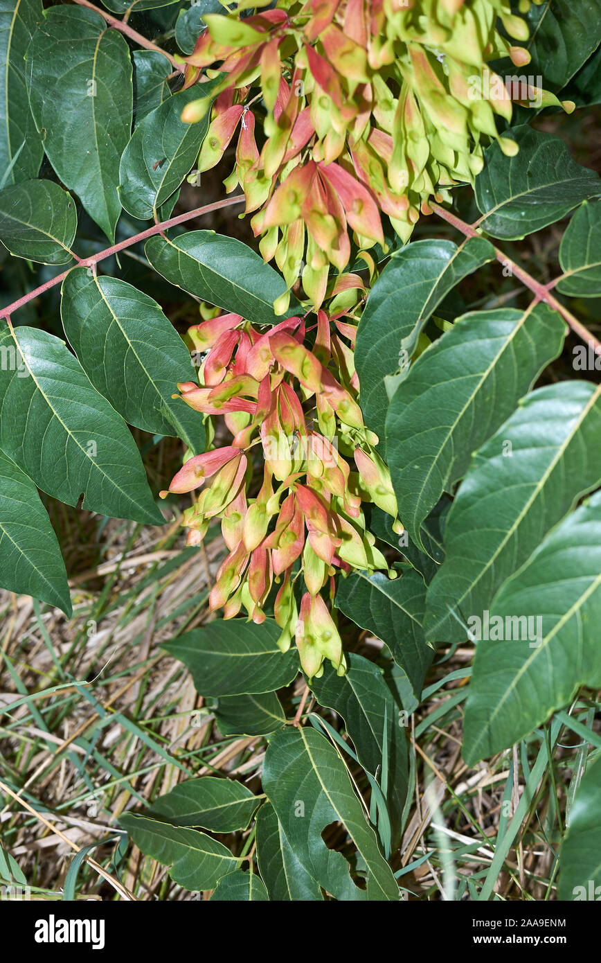 fresh colorful fruit of Ailanthus altissima tree Stock Photo - Alamy