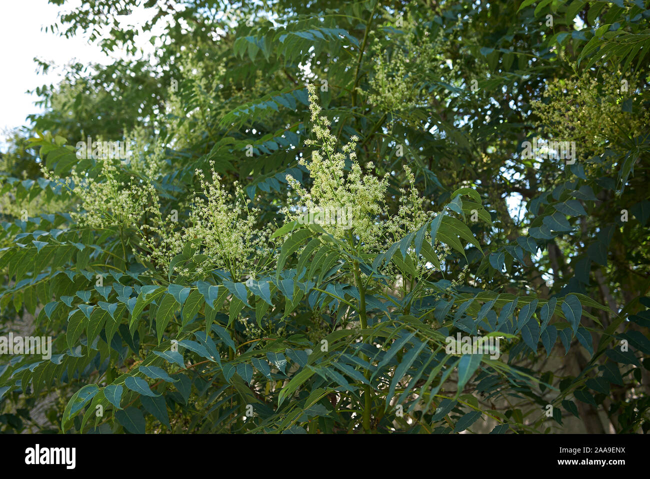Ailanthus altissima tree in bloom Stock Photo - Alamy