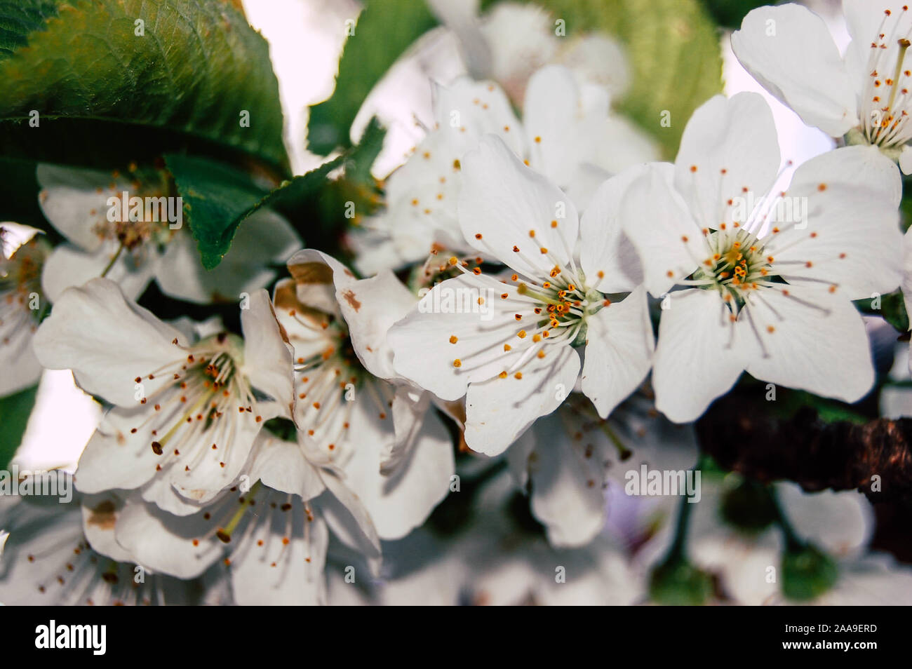 A branch of flowers in the garden Stock Photo - Alamy