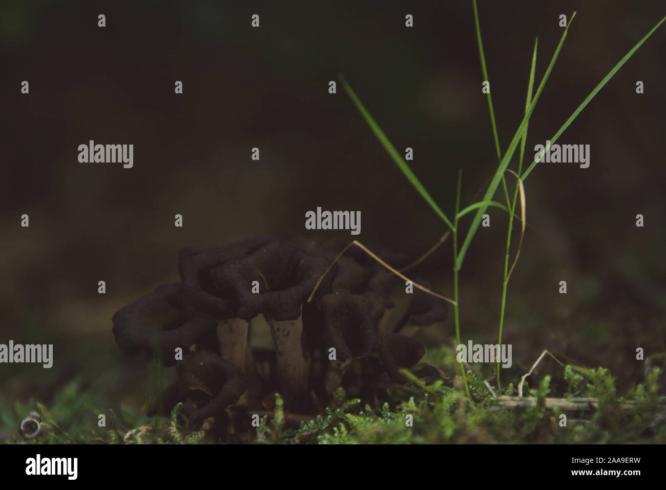 Mushrooms in the forest Tisa Romania Stock Photo - Alamy