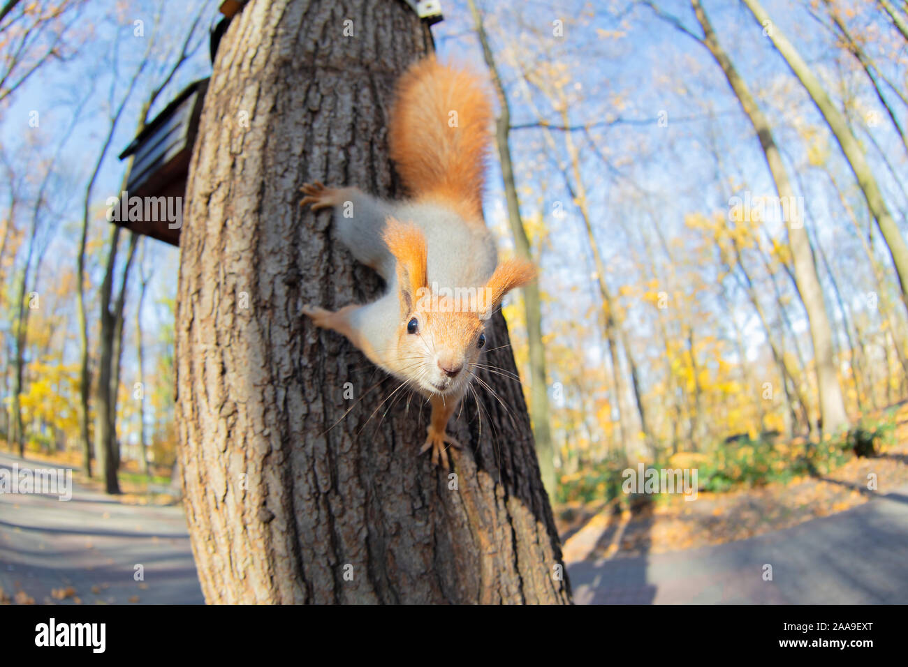 Squirrel on a tree in a natural habitat Stock Photo - Alamy