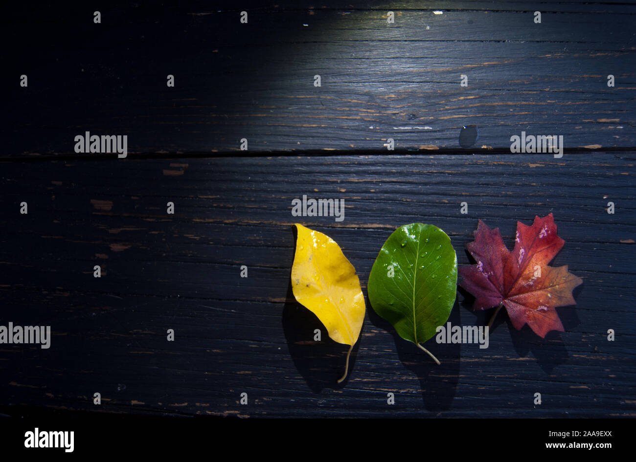 Three red leaves hi-res stock photography and images - Alamy