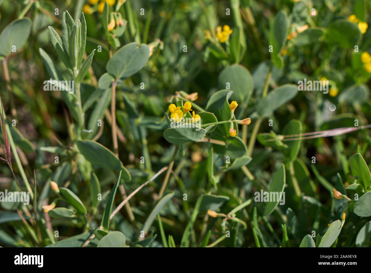 yellow flowers of Coronilla scorpioides plant Stock Photo - Alamy