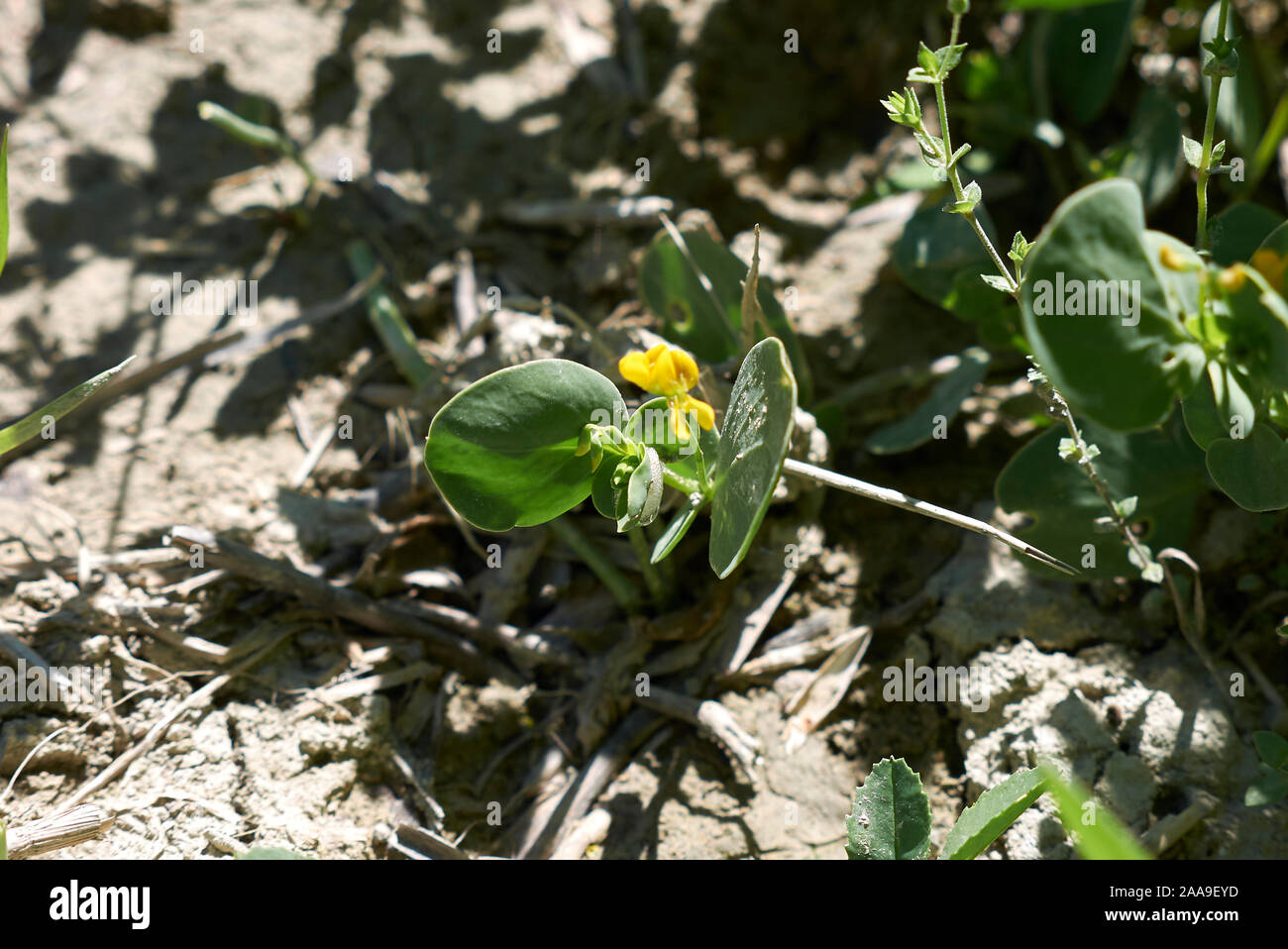 yellow flowers of Coronilla scorpioides plant Stock Photo - Alamy