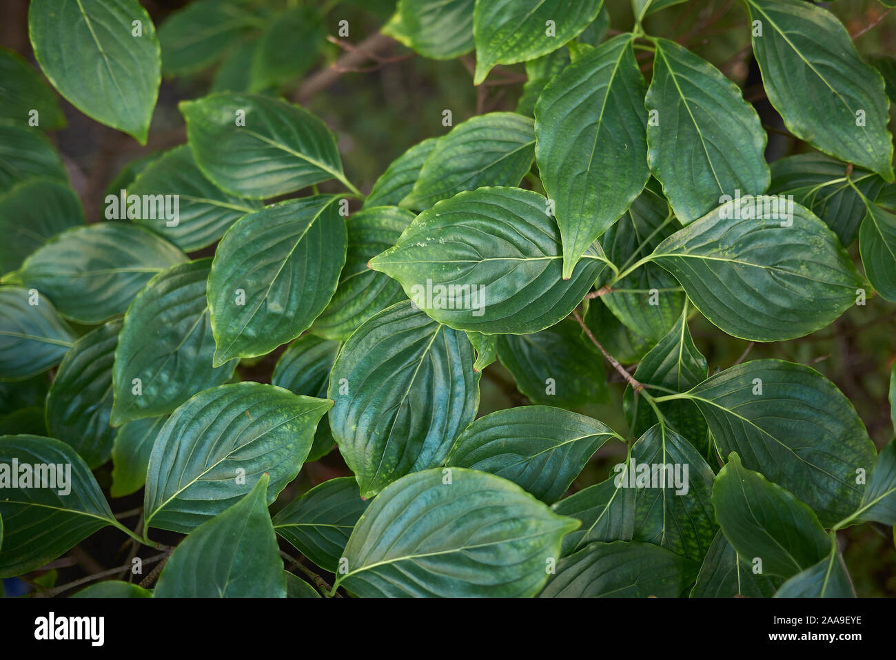 Cornus controversa close up Stock Photo - Alamy