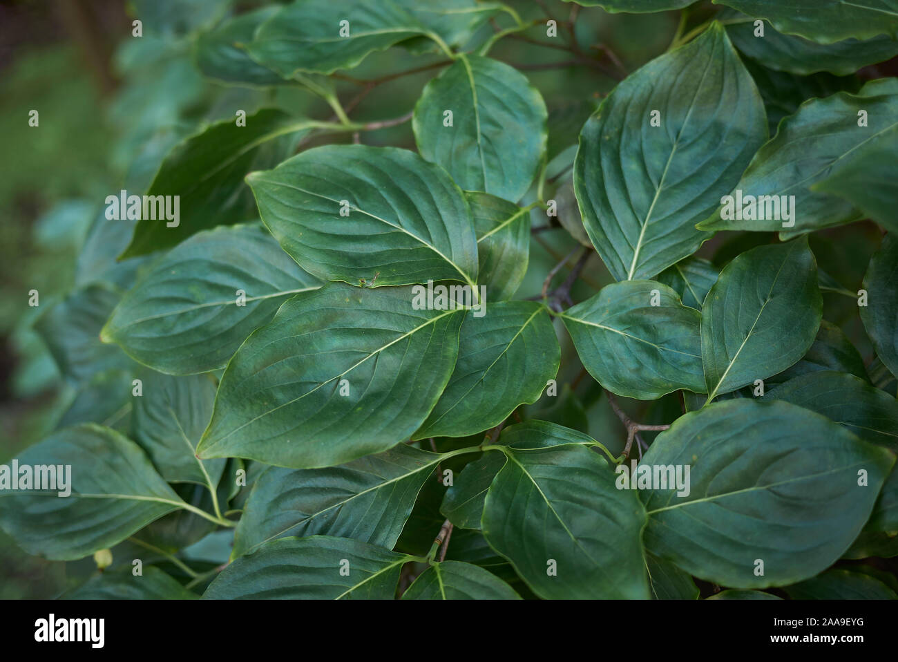Cornus controversa close up Stock Photo - Alamy