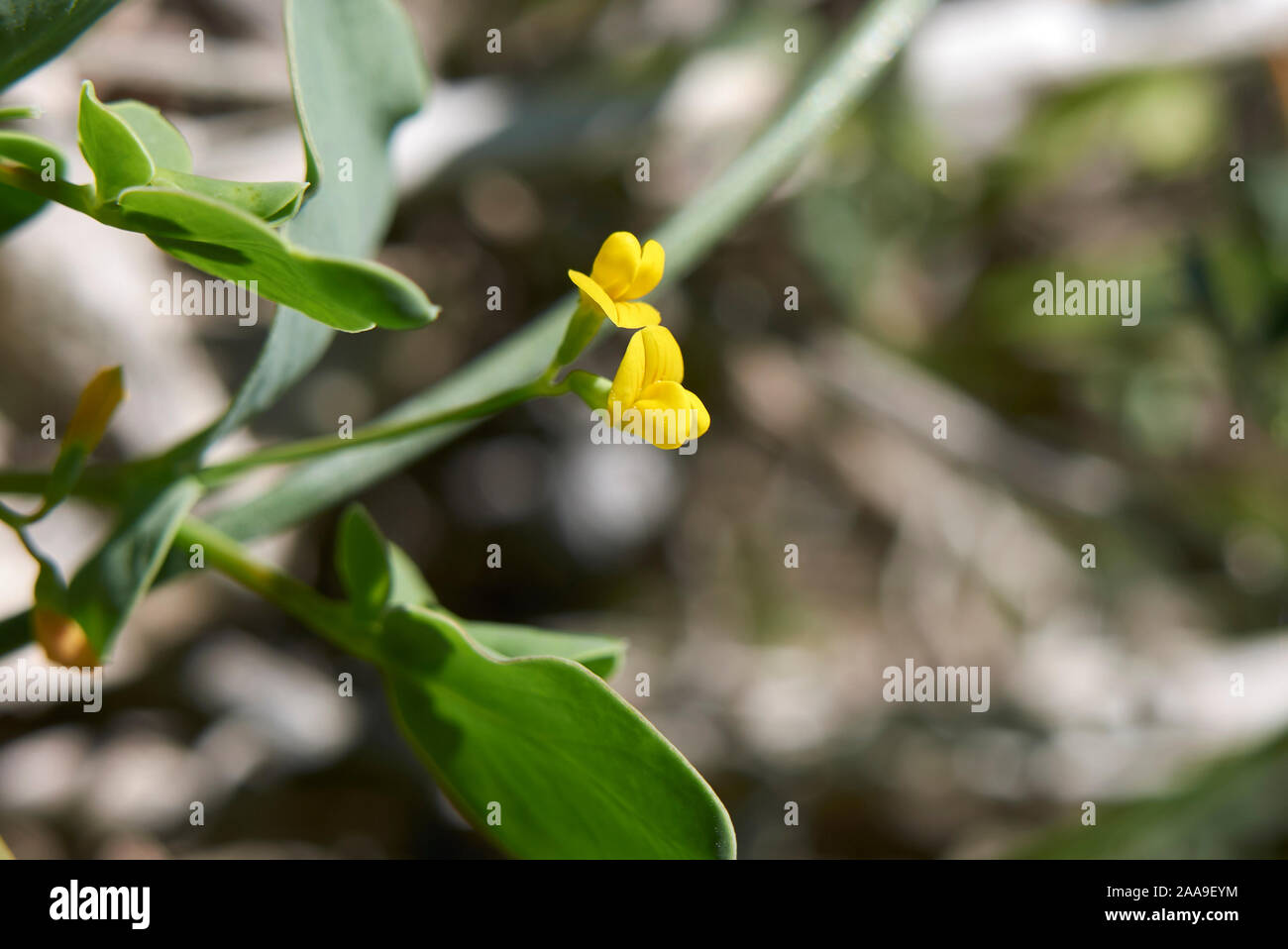 yellow flowers of Coronilla scorpioides plant Stock Photo - Alamy