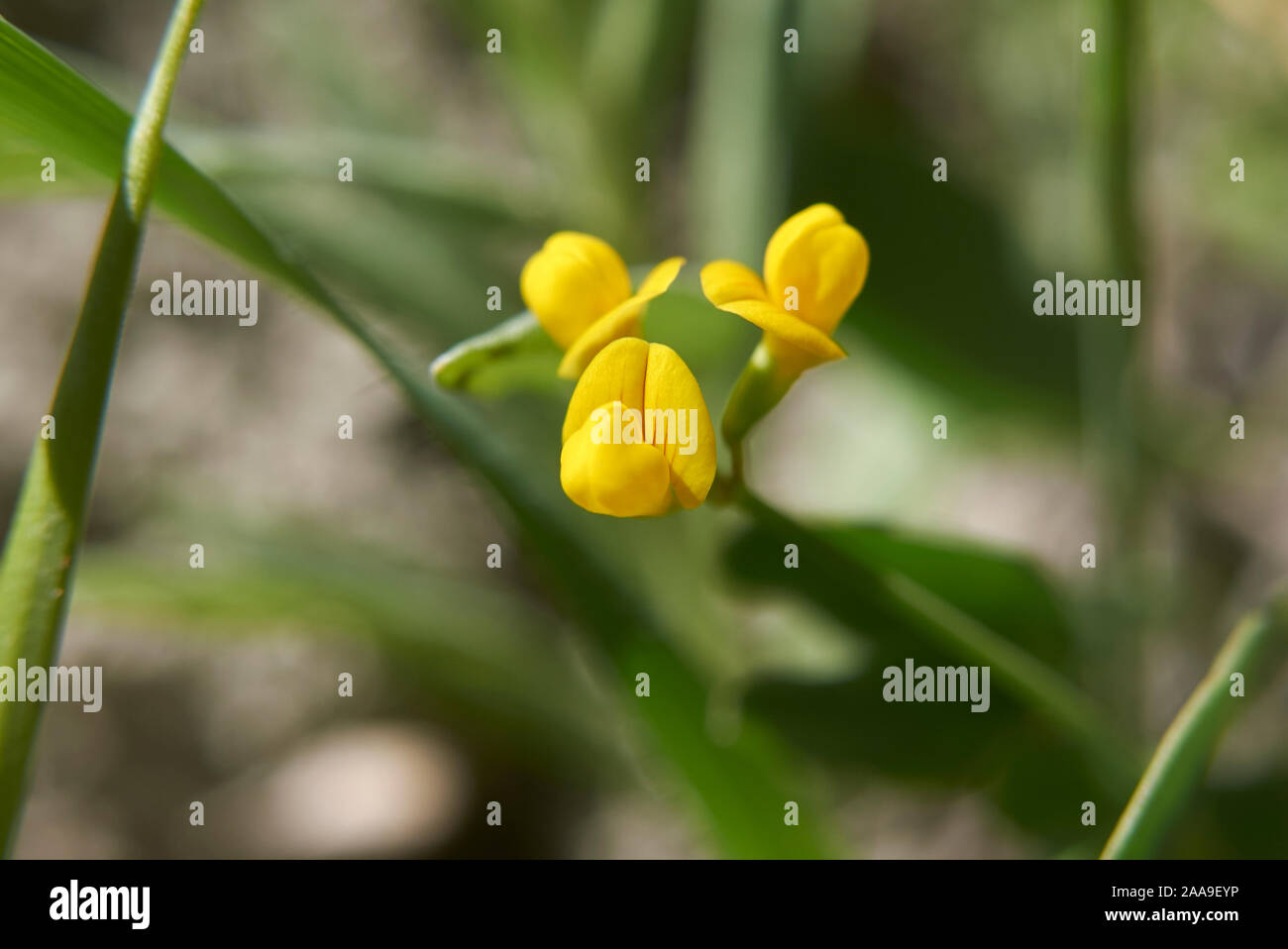 yellow flowers of Coronilla scorpioides plant Stock Photo - Alamy