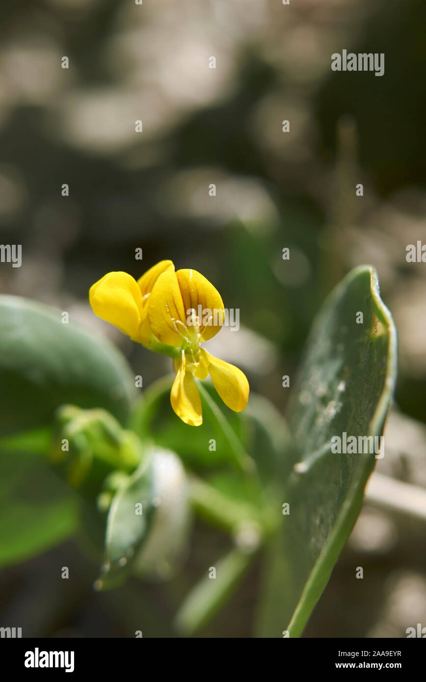 yellow flowers of Coronilla scorpioides plant Stock Photo - Alamy