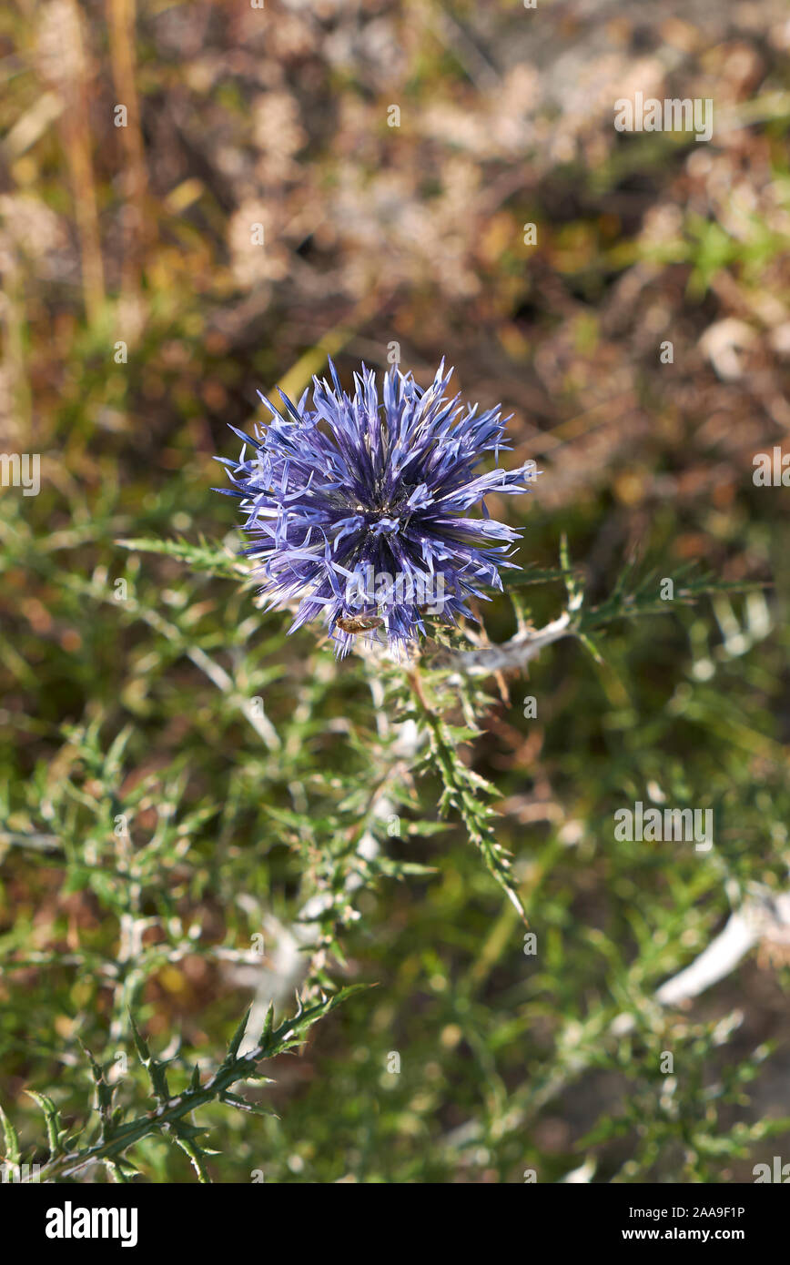 blue purple flowers and spiny leaves of Echinops ritro plant Stock ...