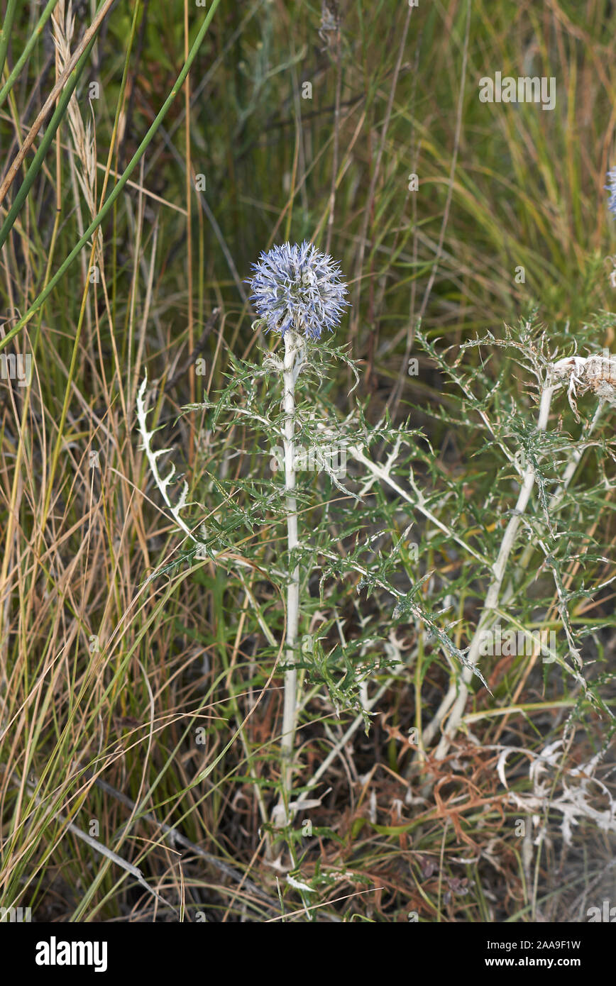 blue purple flowers and spiny leaves of Echinops ritro plant Stock ...