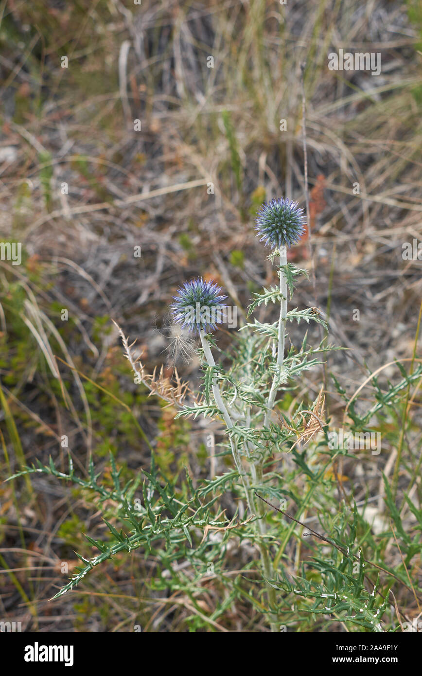 blue purple flowers and spiny leaves of Echinops ritro plant Stock ...