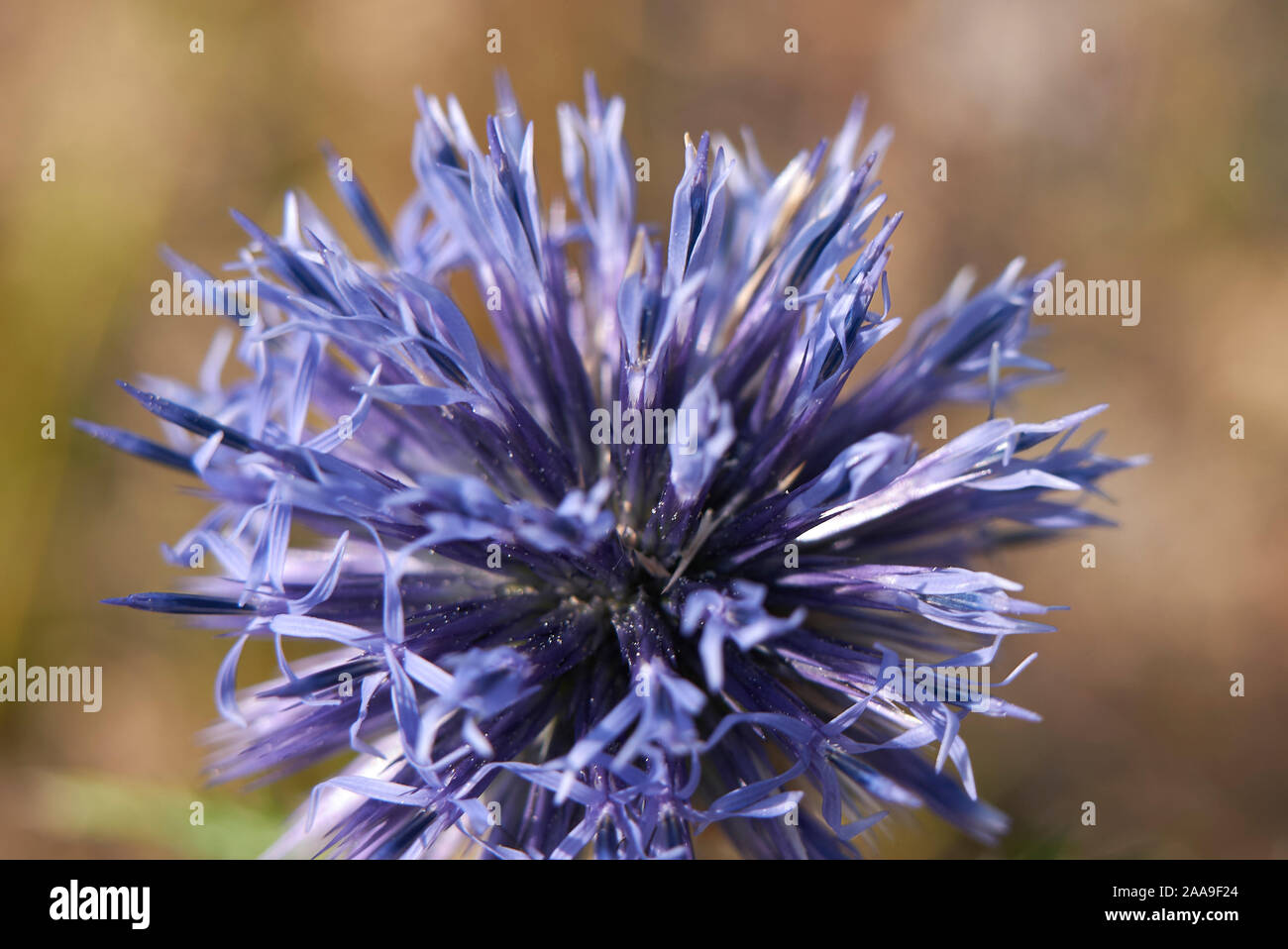 blue purple flowers and spiny leaves of Echinops ritro plant Stock ...
