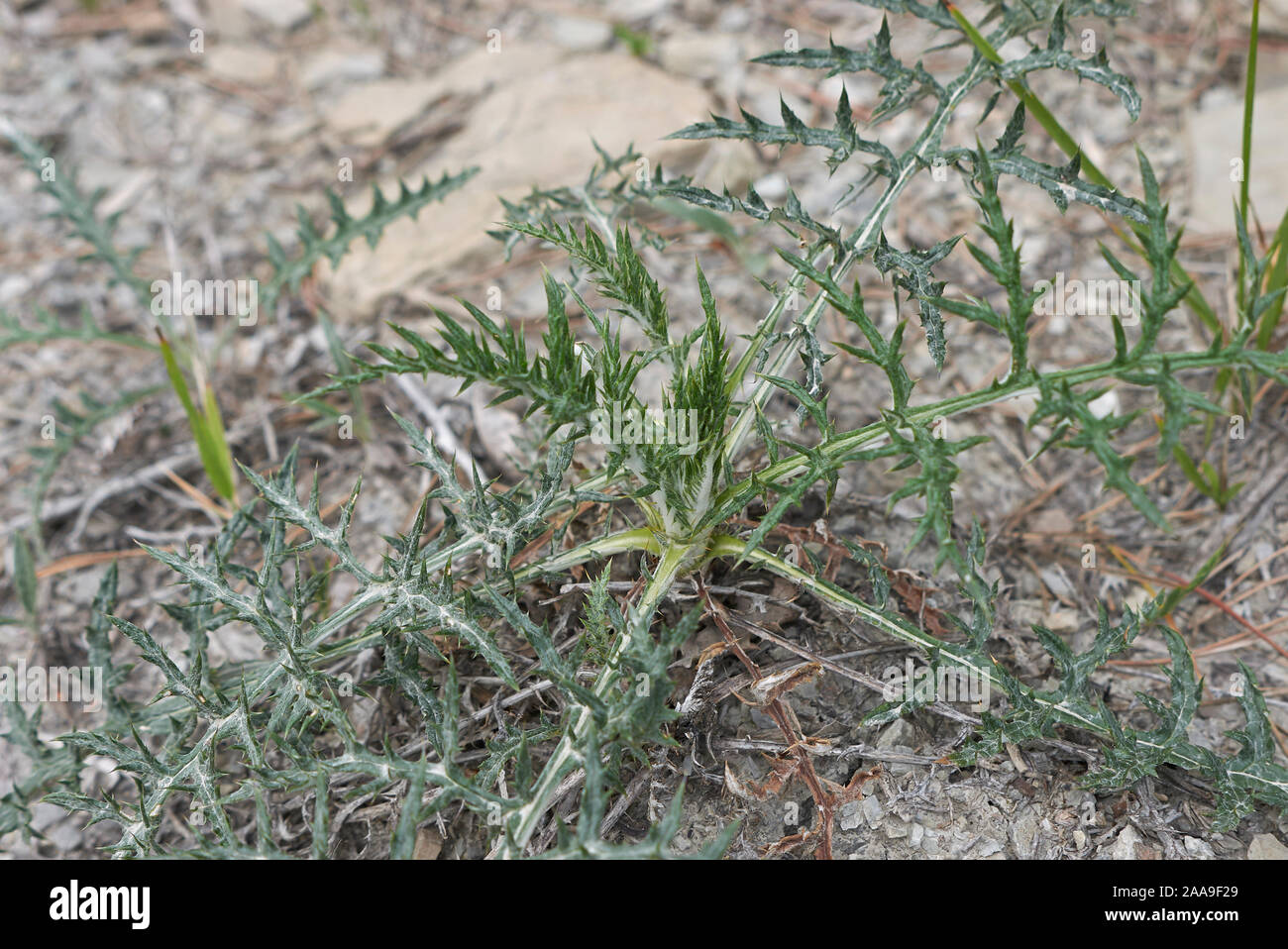 blue purple flowers and spiny leaves of Echinops ritro plant Stock ...