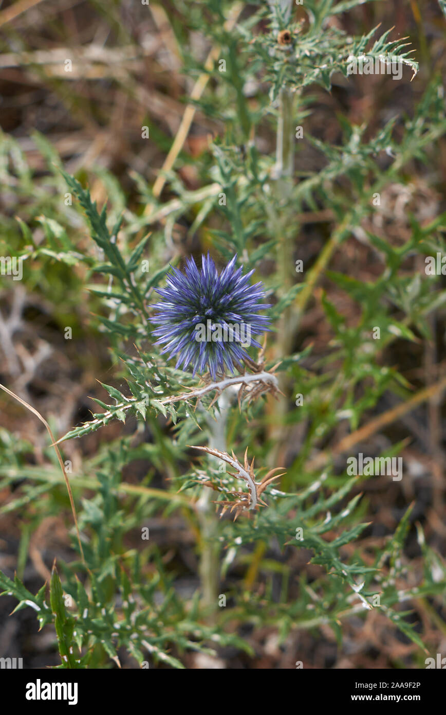 blue purple flowers and spiny leaves of Echinops ritro plant Stock ...
