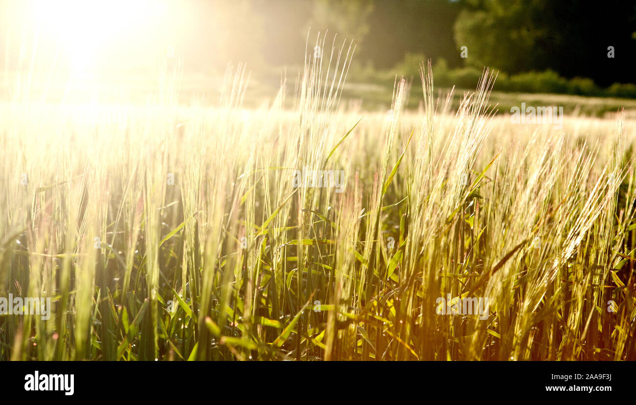 Argicultural hi-res stock photography and images - Alamy