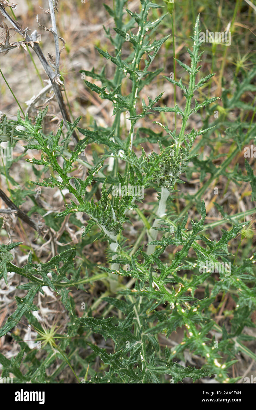 blue purple flowers and spiny leaves of Echinops ritro plant Stock ...