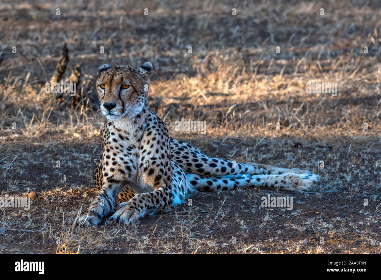 Cheetah resting under tree hi-res stock photography and images - Alamy