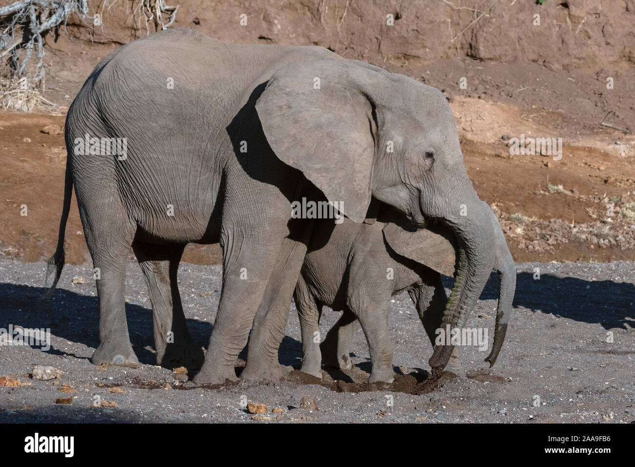 Elephants digging for water Botswana Stock Photo - Alamy