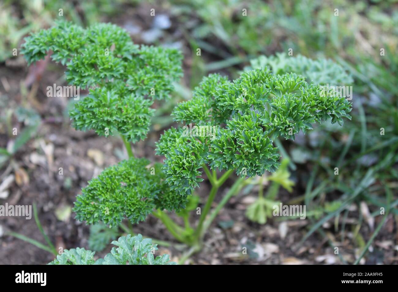 The picture shows parsley field in the garden Stock Photo - Alamy