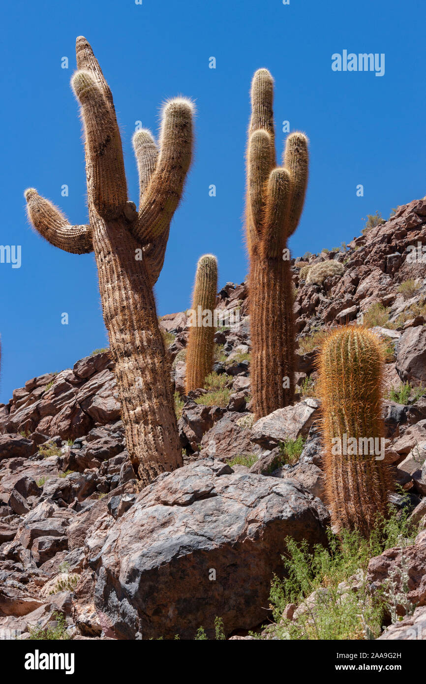 Giant cactus growing in Cactus Canyon near San Pedro de Atacama in the ...