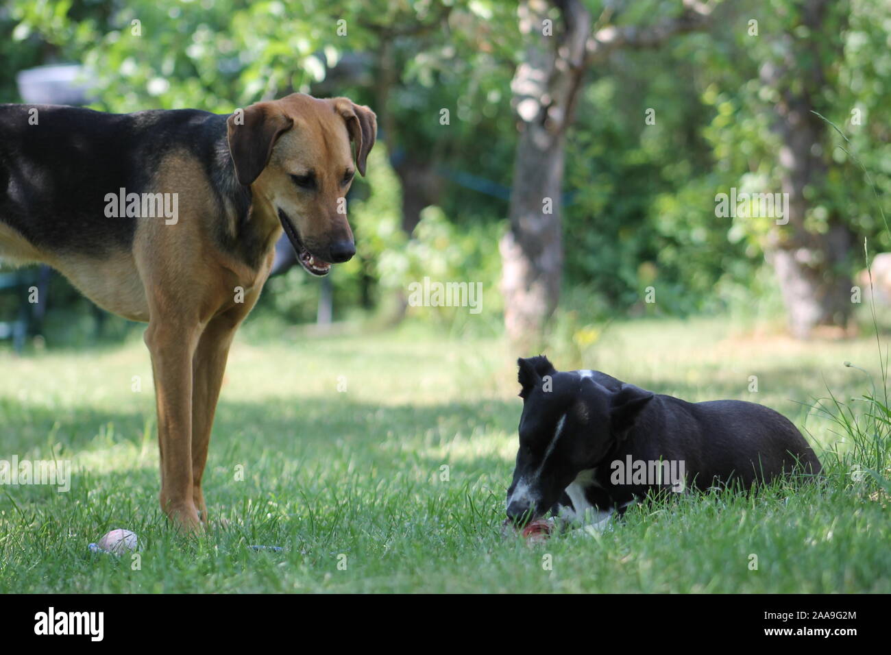 two dogs outside eating bone Stock Photo - Alamy