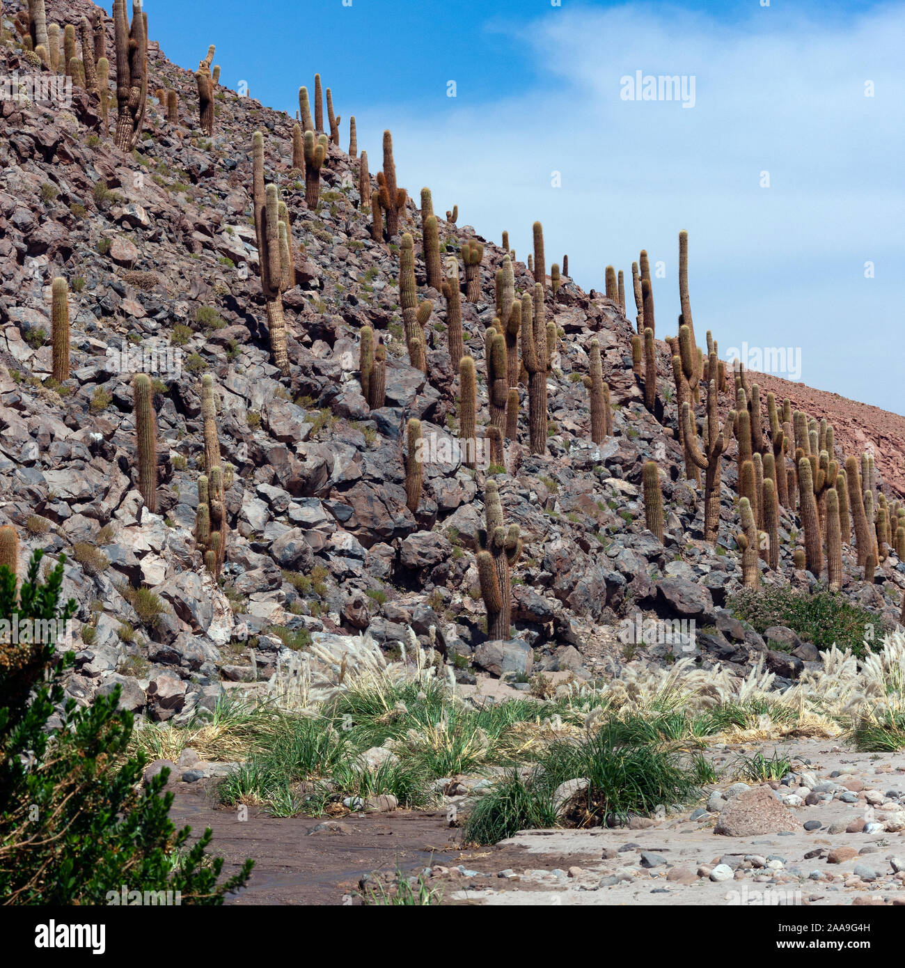Giant cactus growing near a natural spring in Cactus Canyon near San ...