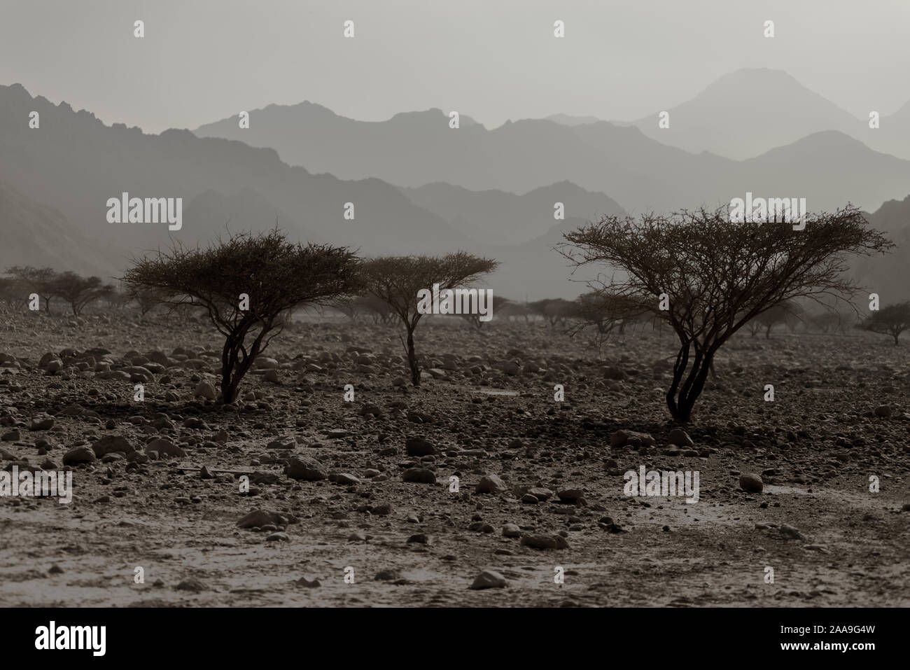 acacia trees, Oman Stock Photo - Alamy