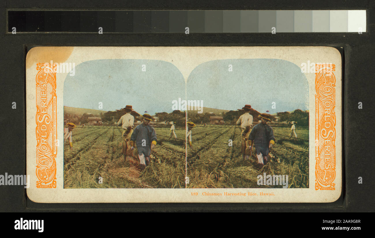 Chinamen harvesting rice, Hawaii.; Chinamen harvesting rice, Hawaii ...