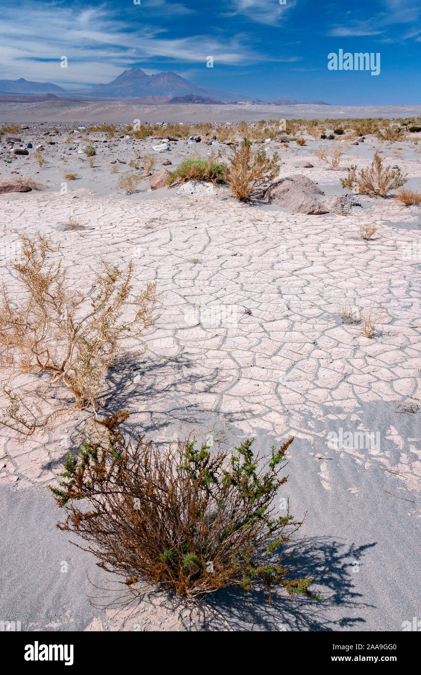 The dry and arid Atacama Desert region of northern Chile, South America ...