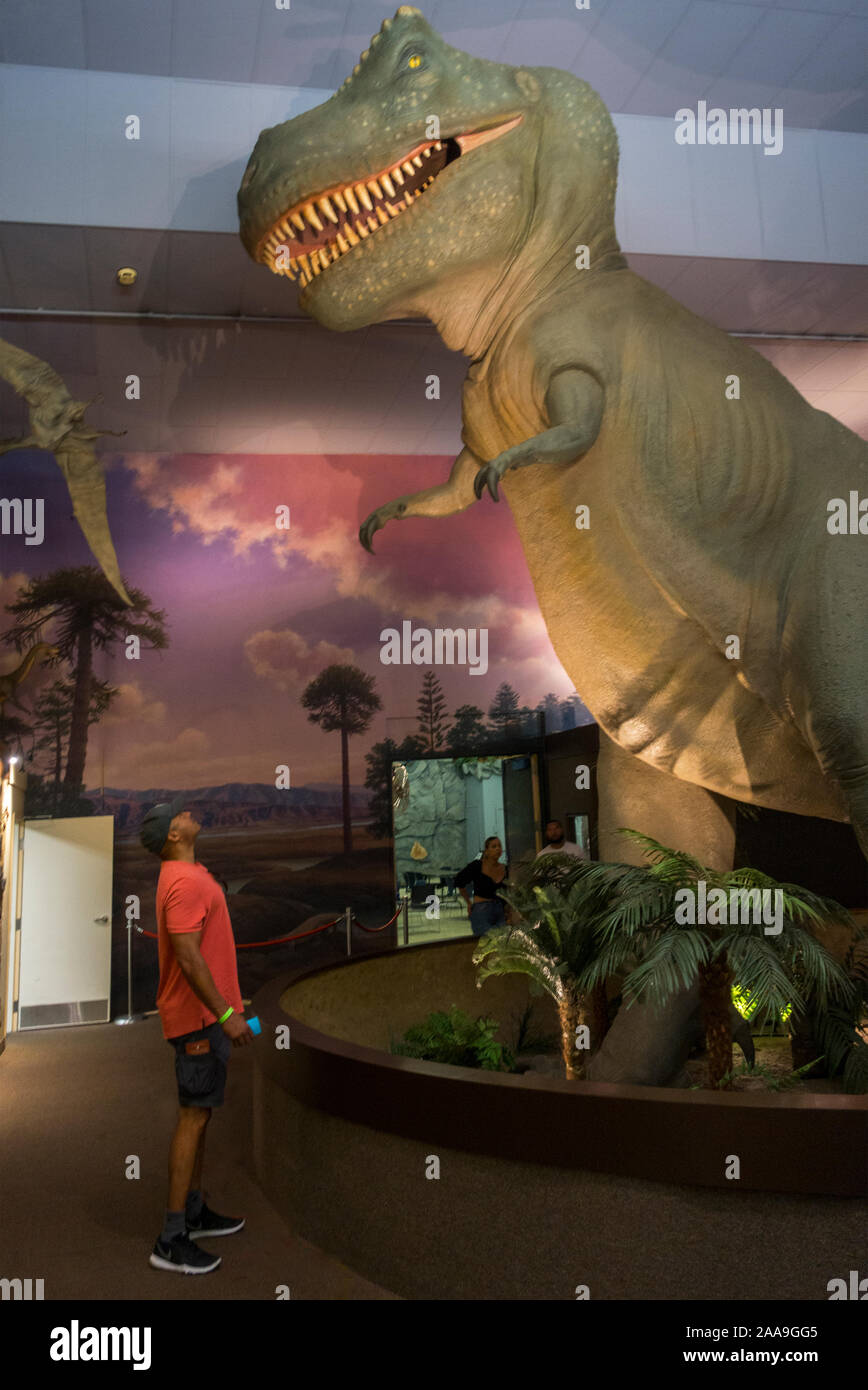 Dinosaur model museum hi-res stock photography and images - Alamy