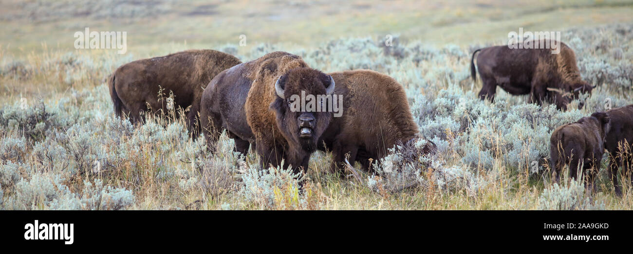 Wild Bison herd with male bull in Yellowstone National Park Panorama ...