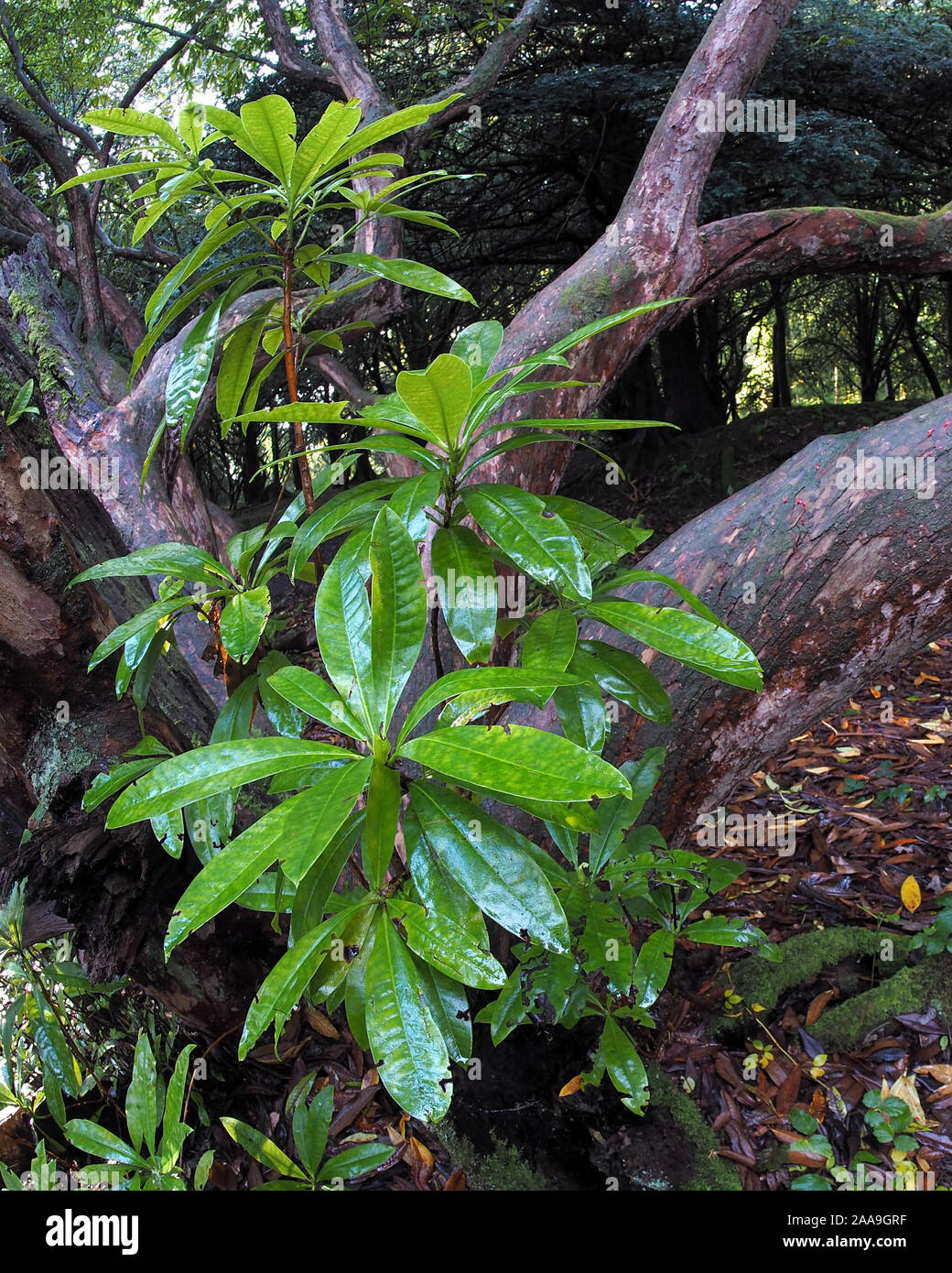 Rhododendron ponticum invasive hi-res stock photography and images - Alamy