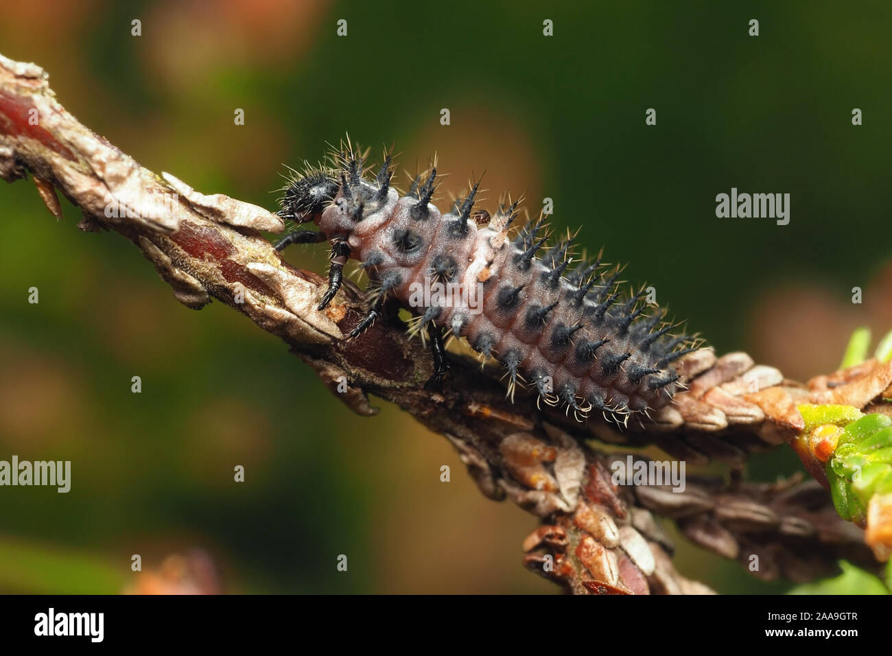 Heather Ladybird larva (Chilocorus bipustulatus) crawling along heather ...