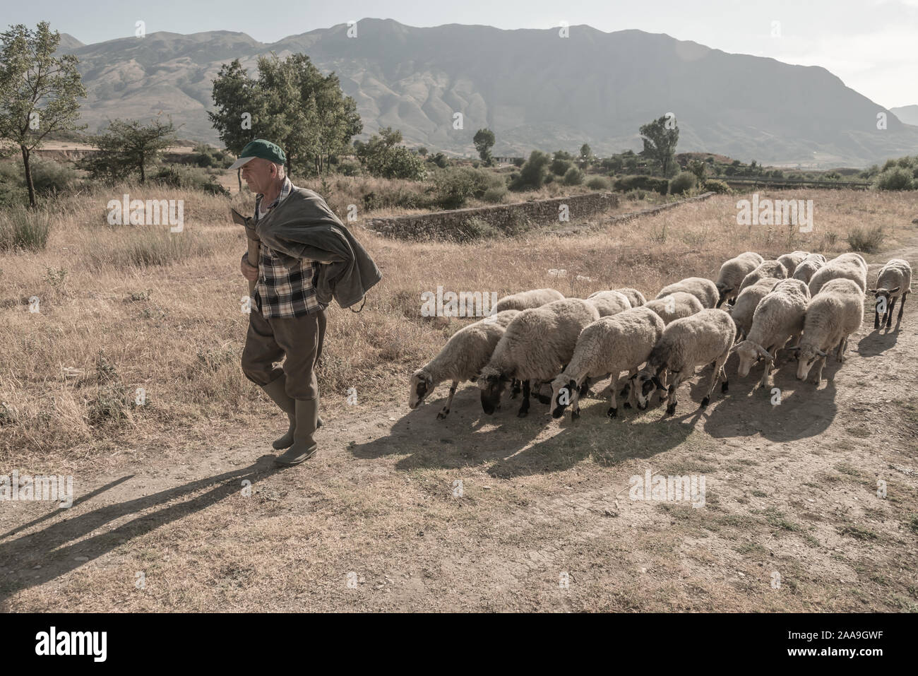 Shepherd with sheep, Albania Stock Photo - Alamy