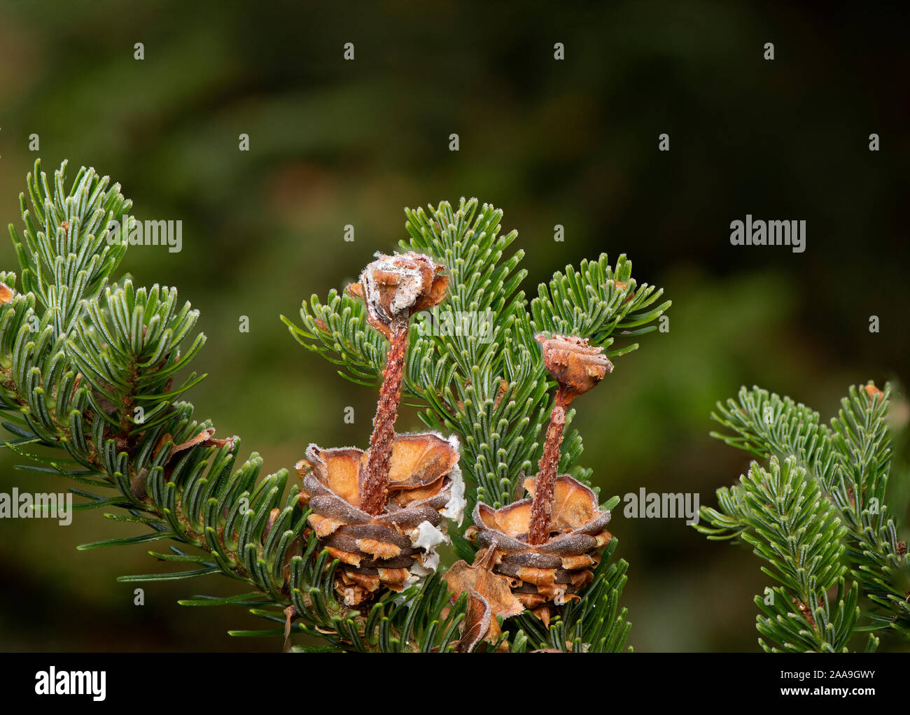 Douglas fir uk hi-res stock photography and images - Alamy