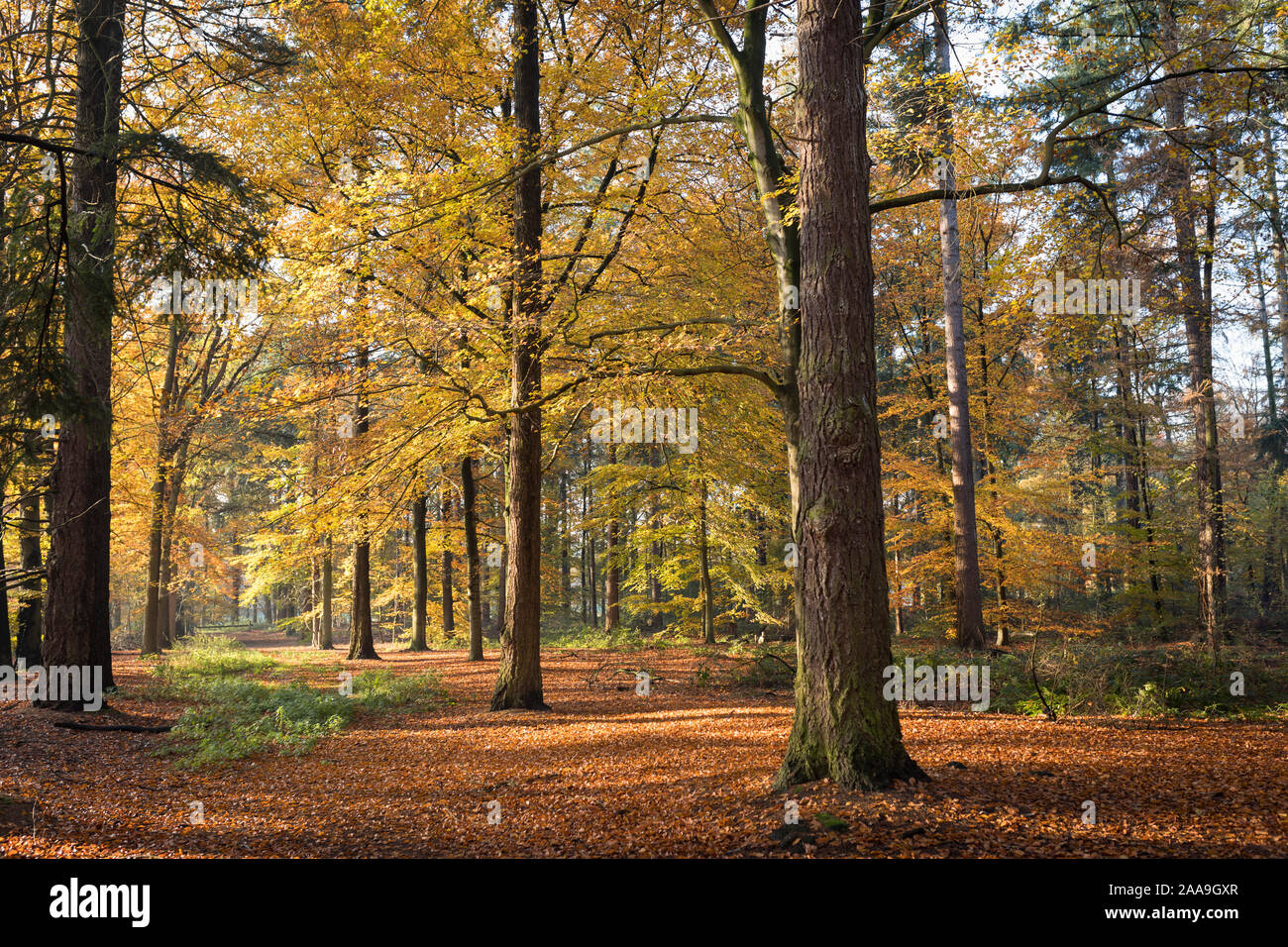 Lawn with oak and beech trees and colored leaves in autumn, estate ...