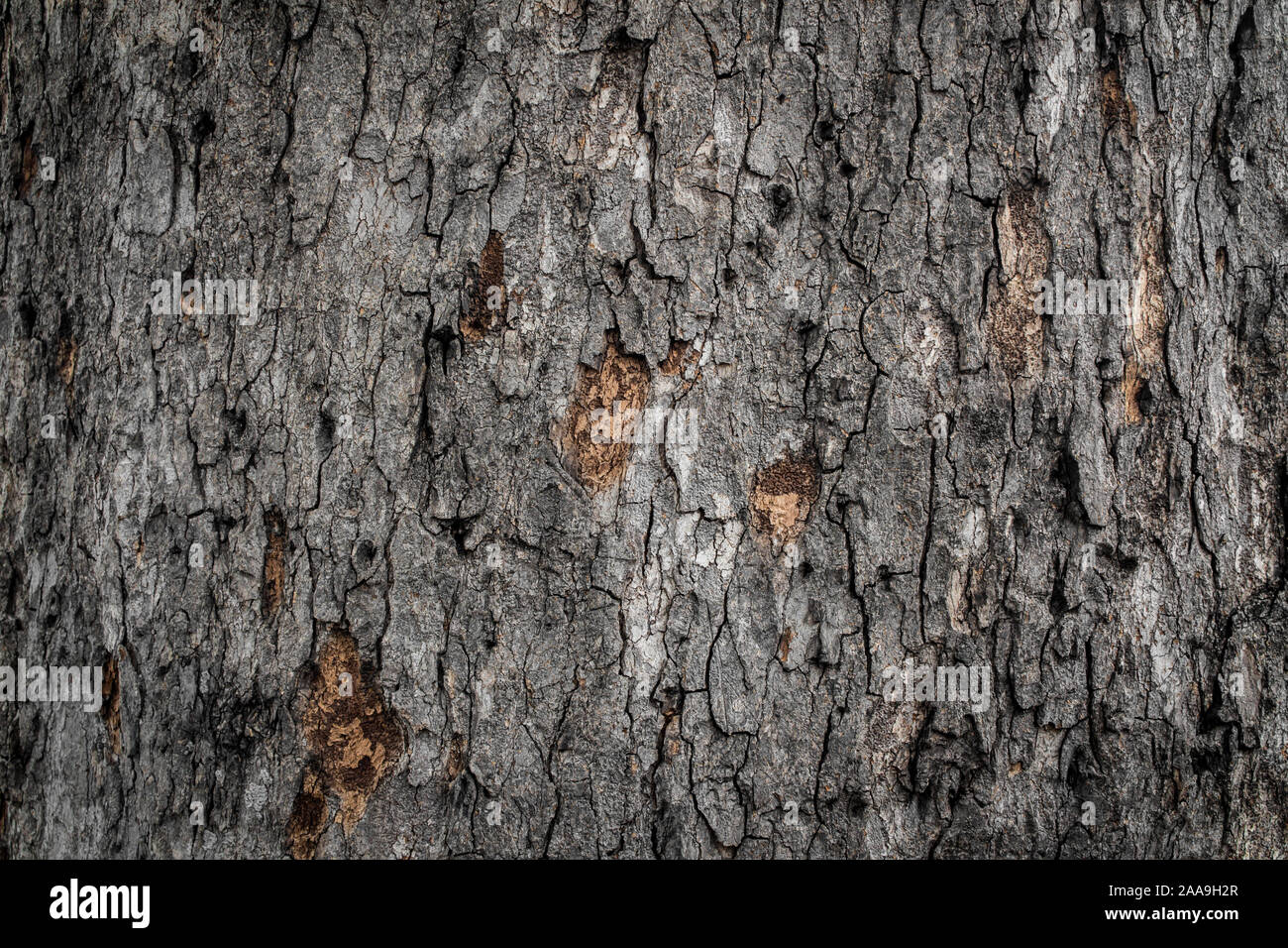 Texture bark from big trees in the forest Stock Photo - Alamy