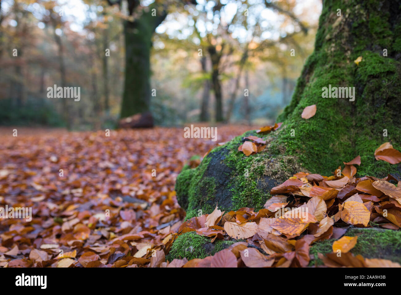 Fallen leaves at the foot of a tree trunk at nature reserve ...