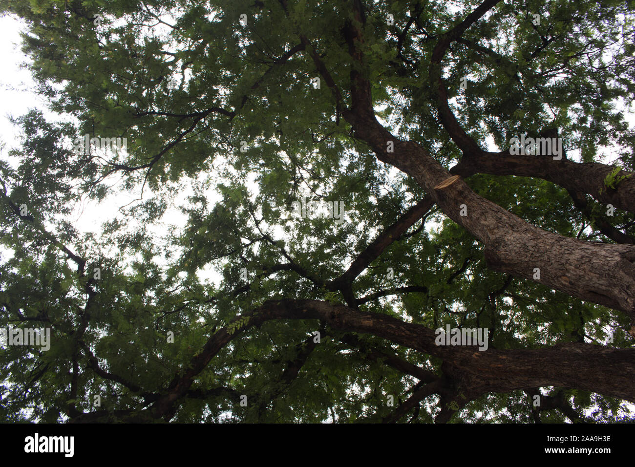 Natural forest with large trees and daylight in the sun Stock Photo - Alamy